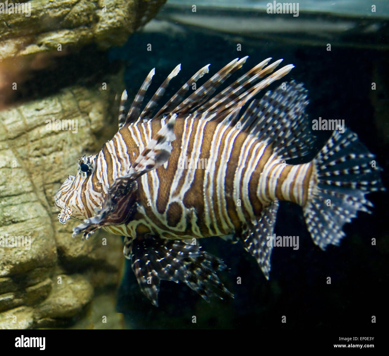 Tropical fish Fish-zebra, latin name Pterois volitans, in aquarium ...