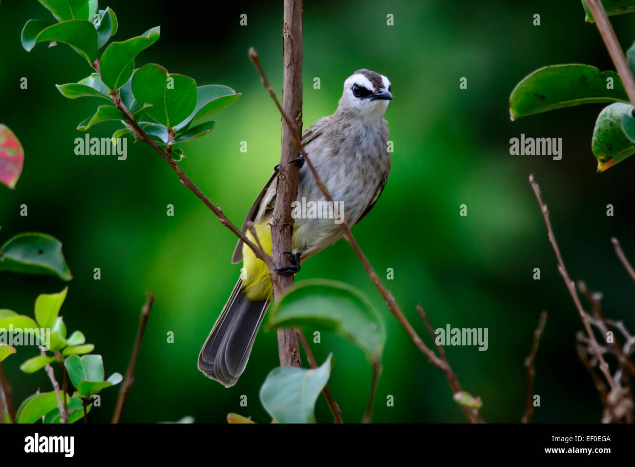 Merbah kapur hi-res stock photography and images - Alamy