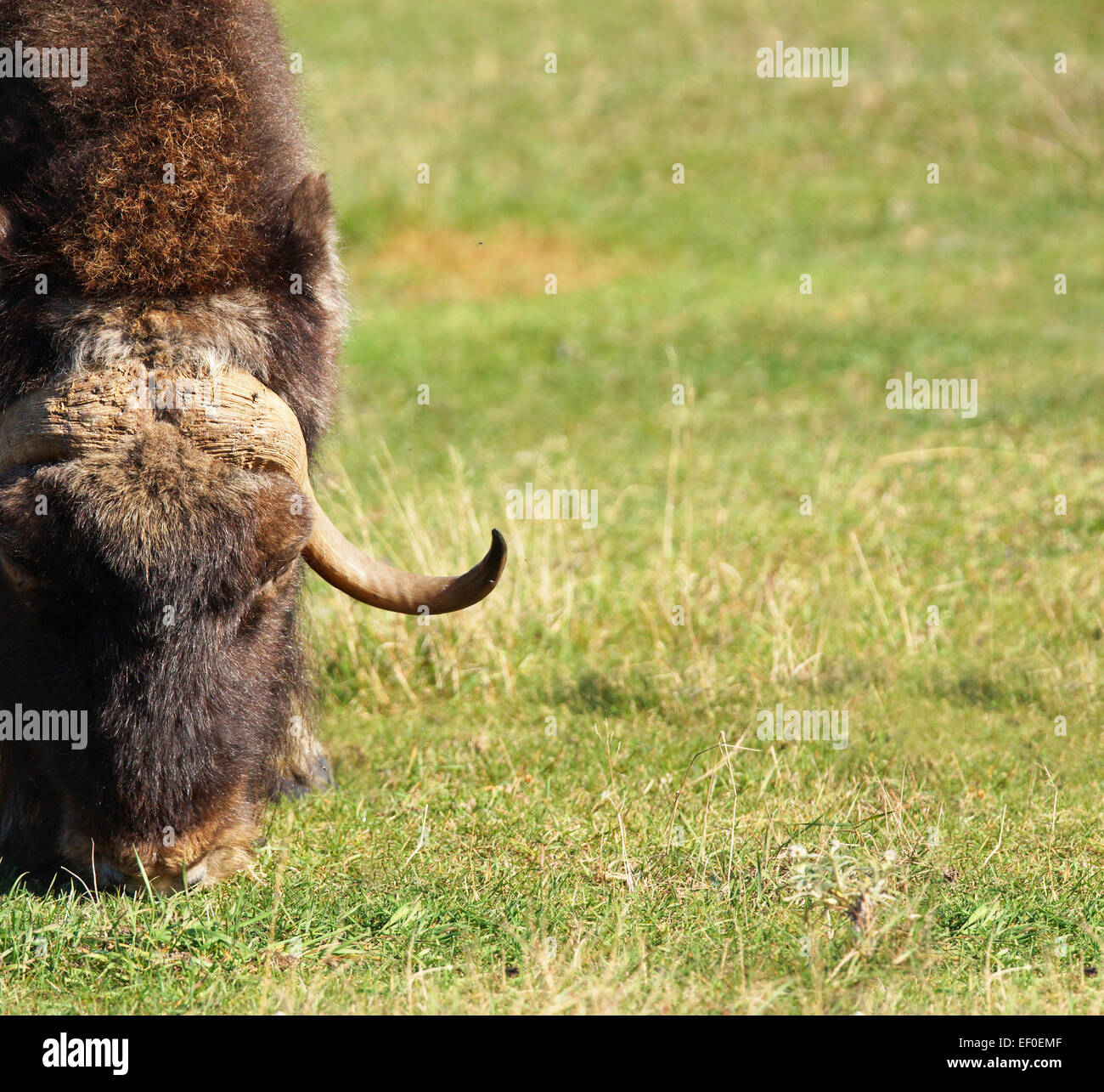Strong as an ox hi-res stock photography and images - Alamy