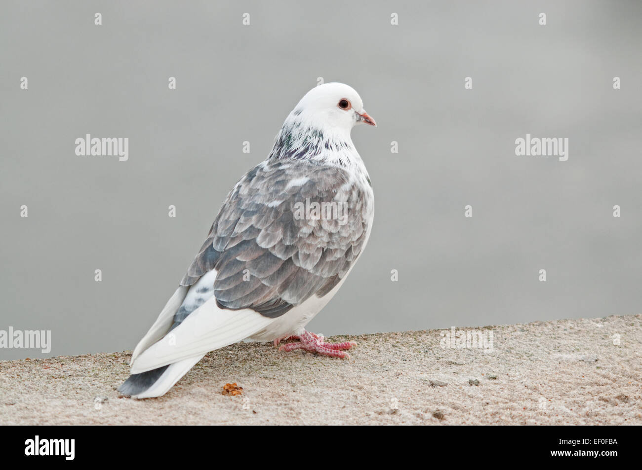 Scottish pigeon hi-res stock photography and images - Alamy