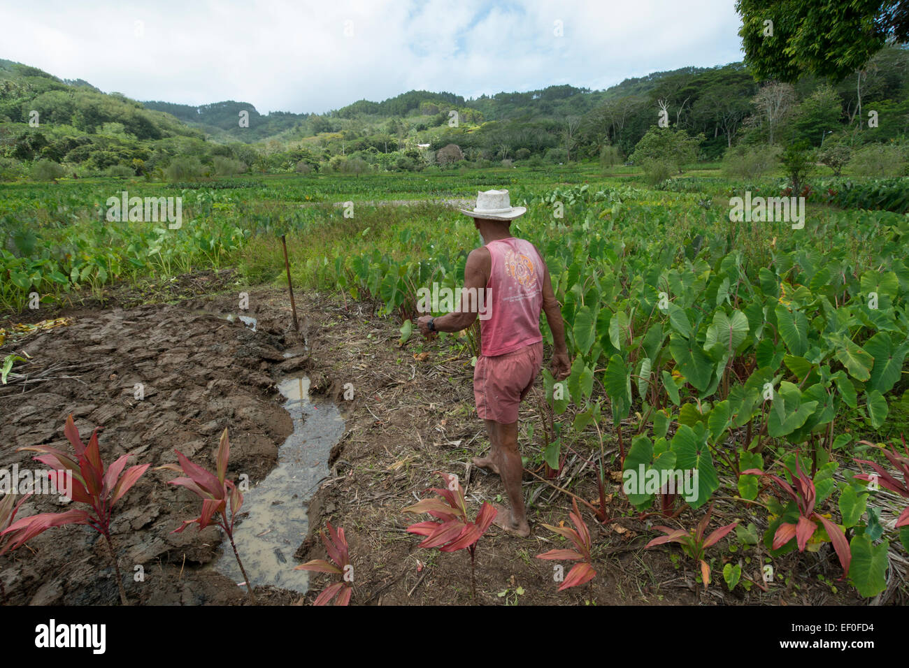 French Polynesia, Austral Islands, Tupua'i Islands, Island of Rurutu ...