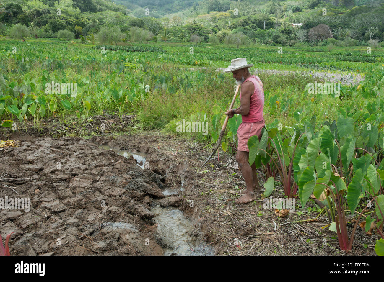 French Polynesia, Austral Islands, Tupua'i Islands, Island of Rurutu ...