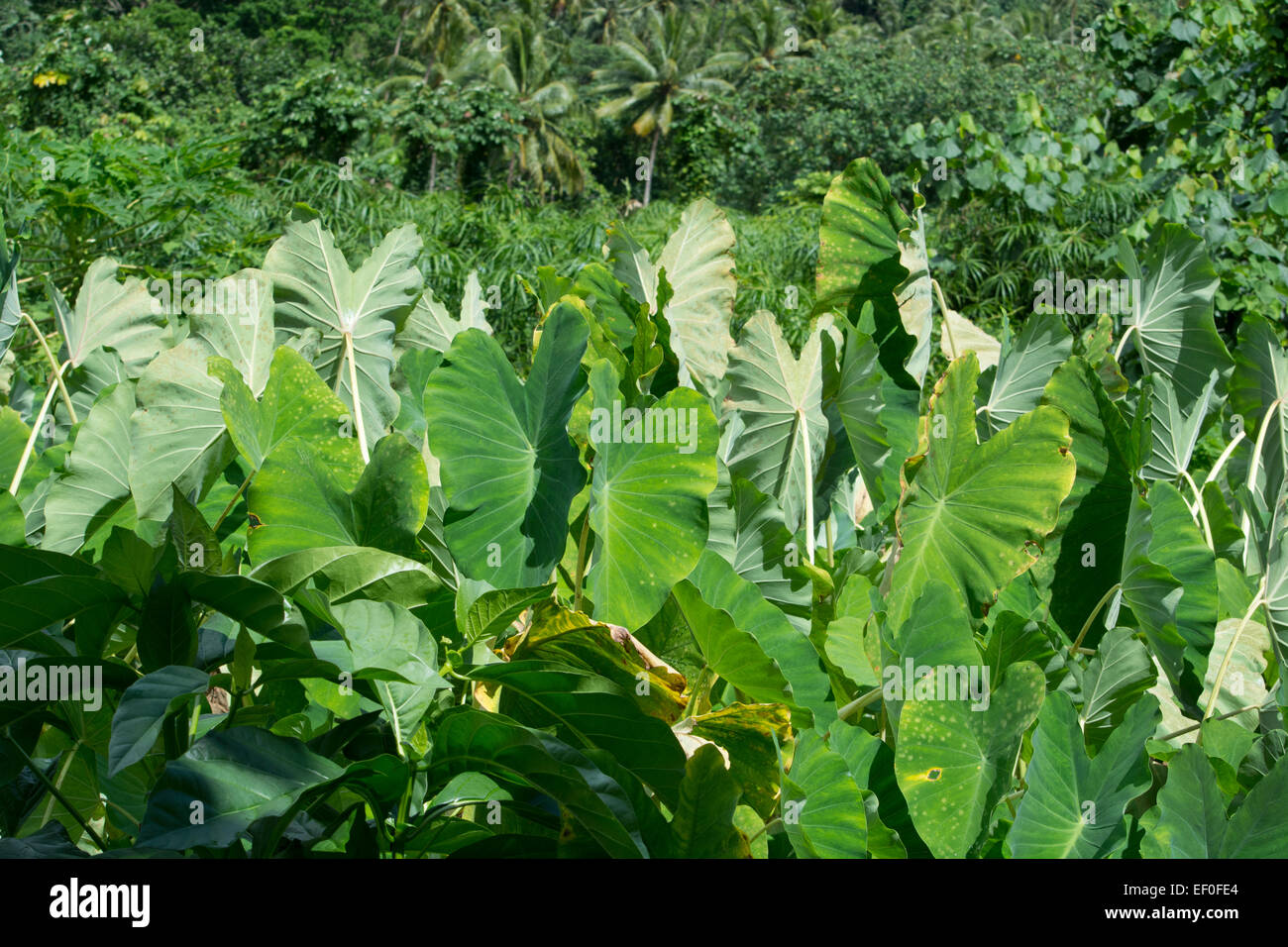 Polynesian crop hi-res stock photography and images - Alamy