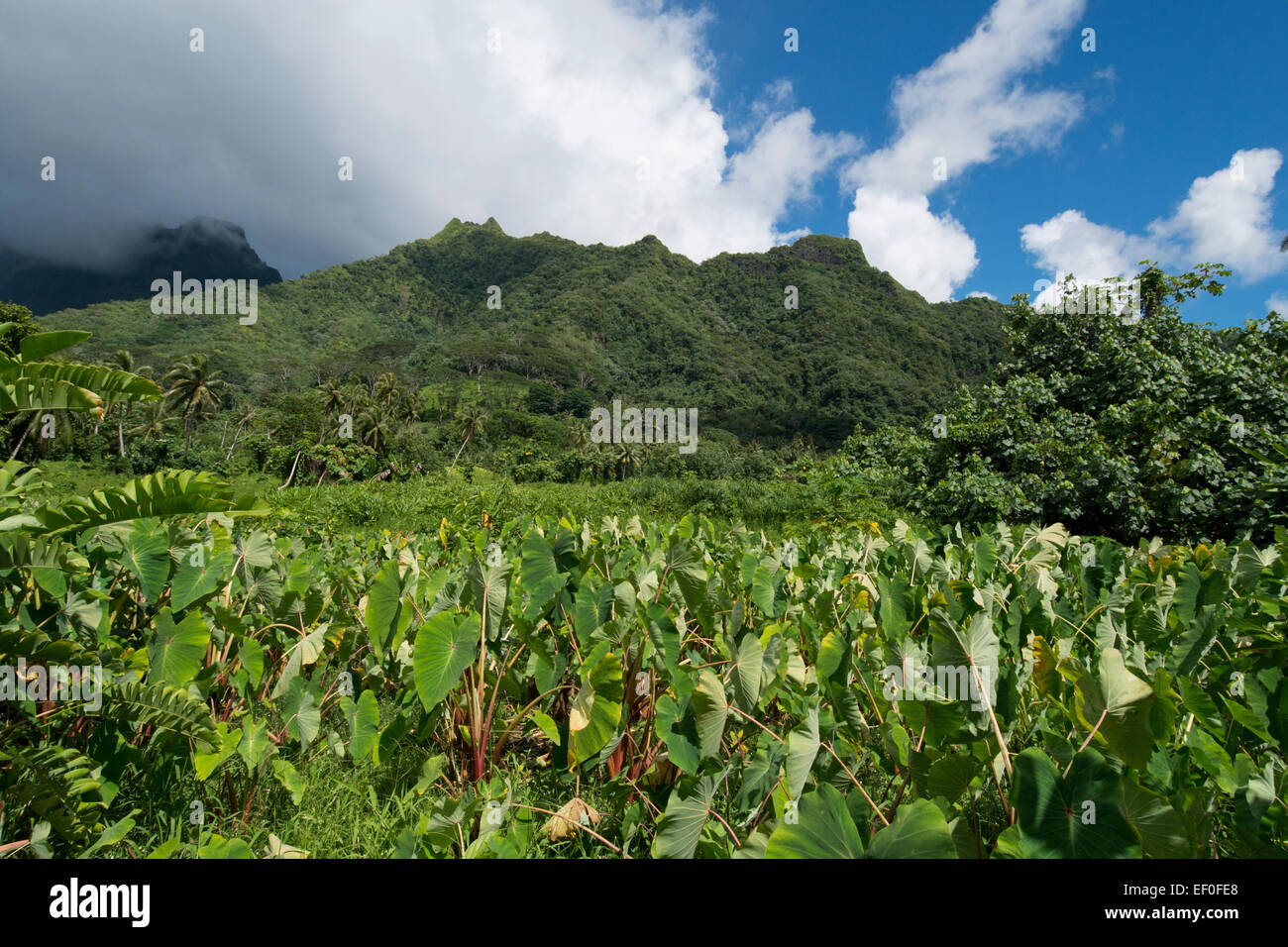 Society Islands, French Polynesia, Raiatea. Mountainside taro farm ...