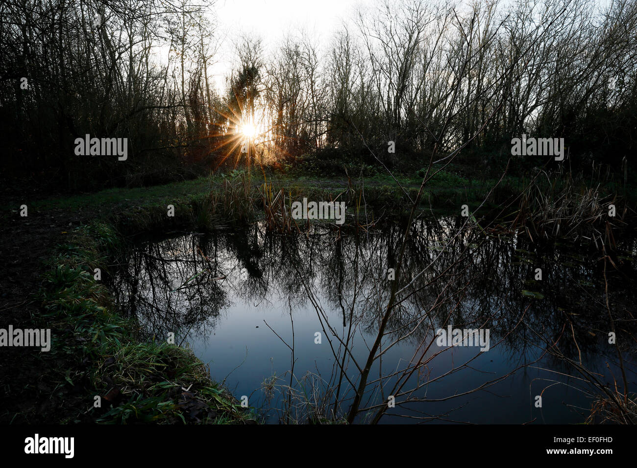 Pond sun hi-res stock photography and images - Alamy