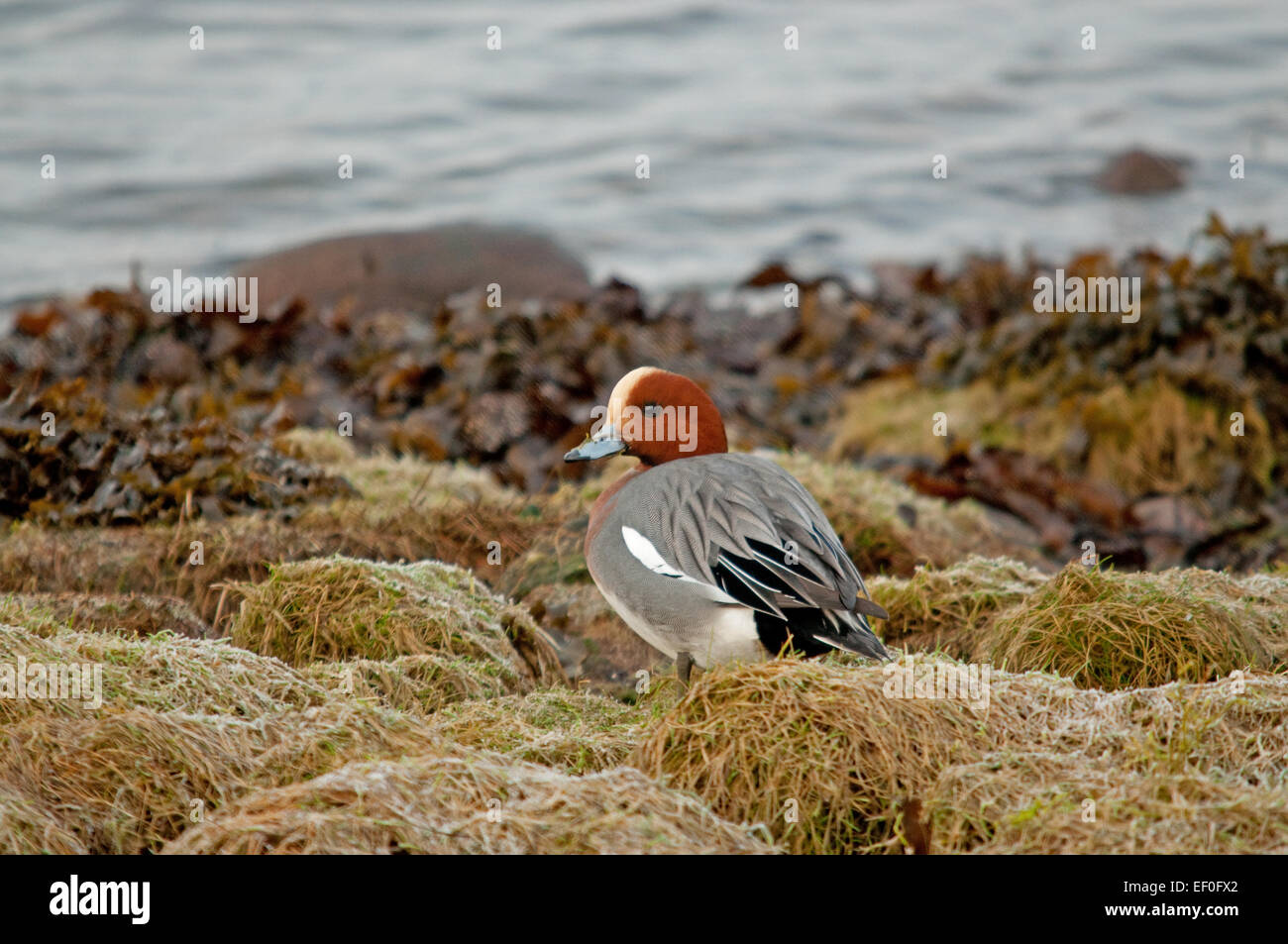 Male widgeon hi-res stock photography and images - Alamy