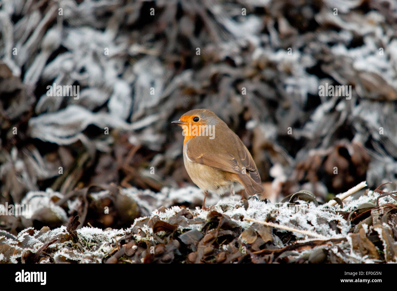 Robin foraging on frost covered seaweed Stock Photo - Alamy