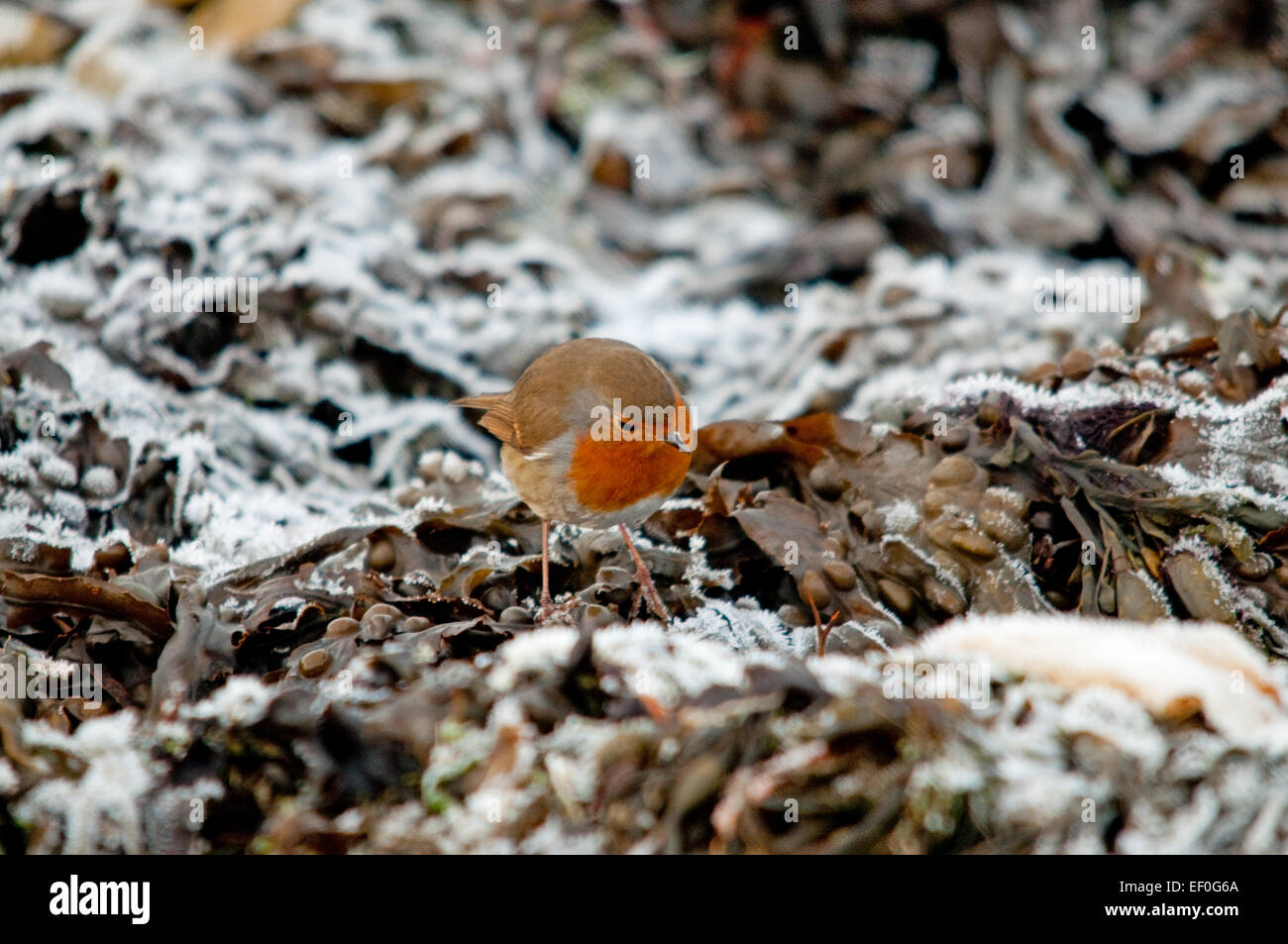 Robin foraging on frost covered seaweed Stock Photo - Alamy