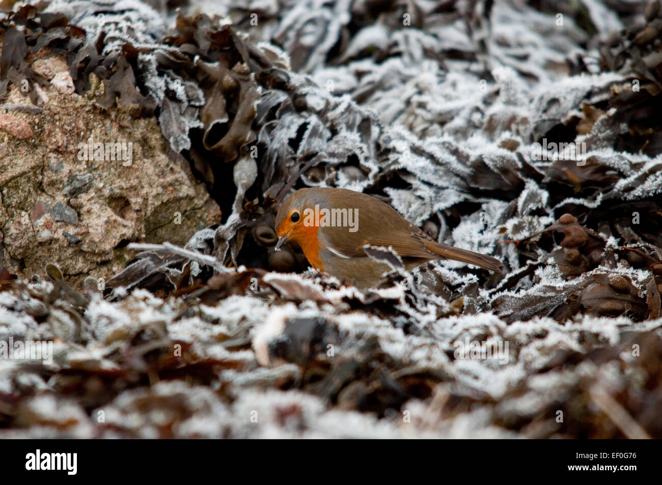 Seaweed foraging scotland hi-res stock photography and images - Alamy