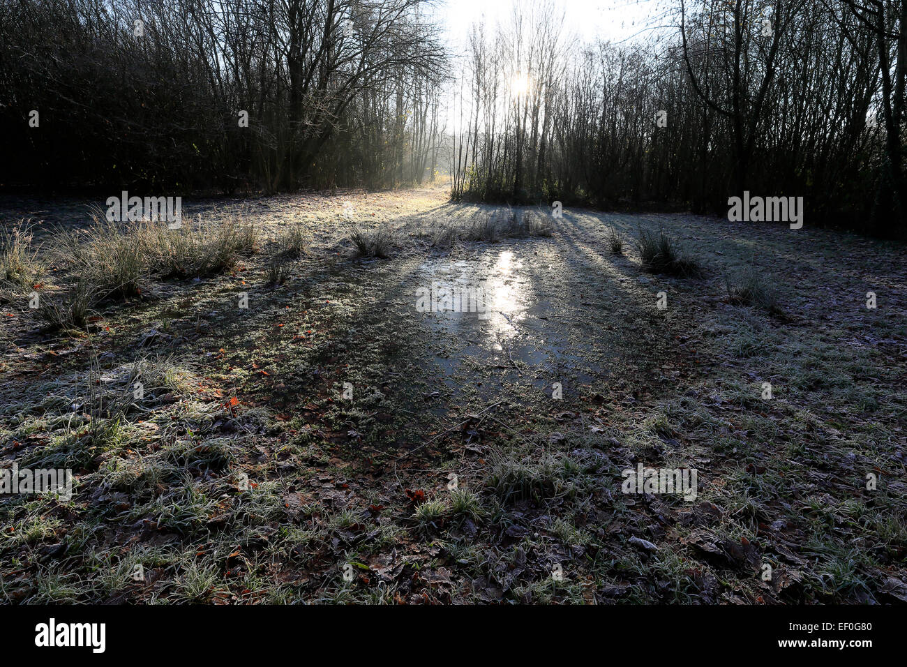 Frozen pond trees hi-res stock photography and images - Alamy