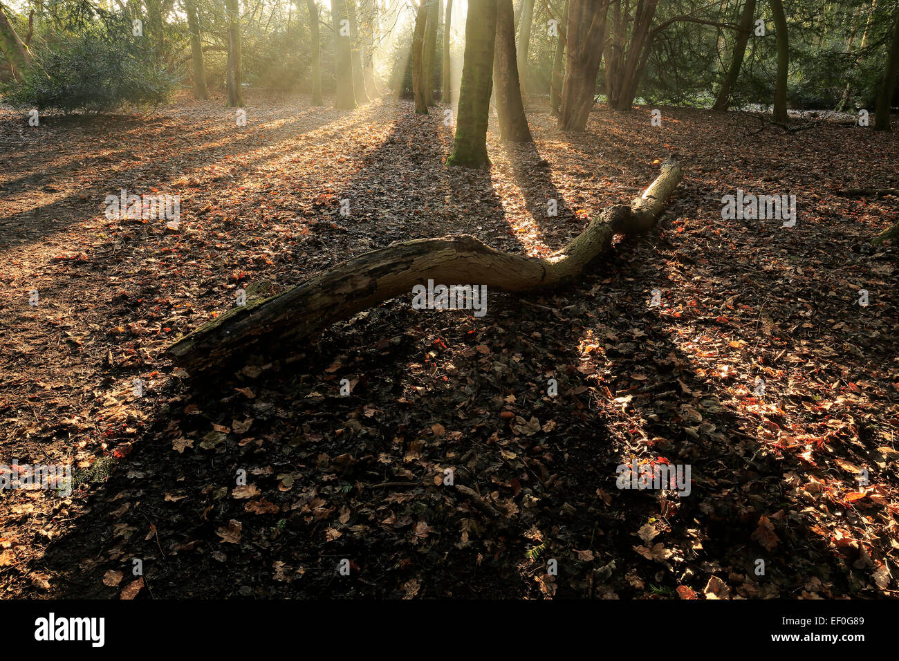 fallen tree trunk Stock Photo - Alamy