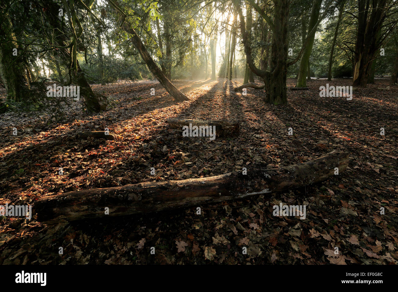 fallen tree trunk Stock Photo - Alamy