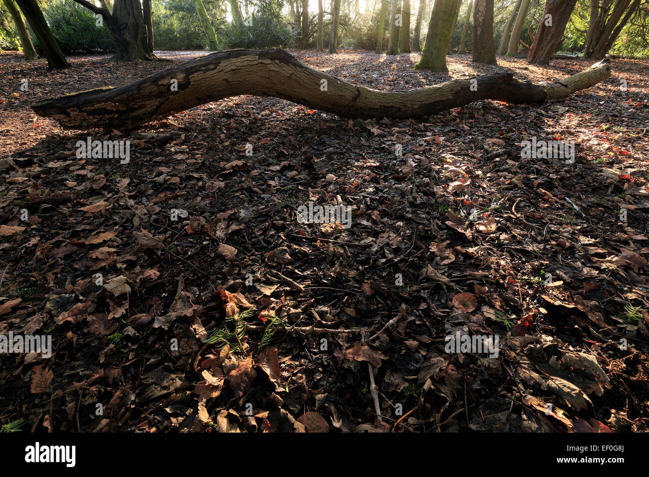 fallen tree trunk Stock Photo - Alamy