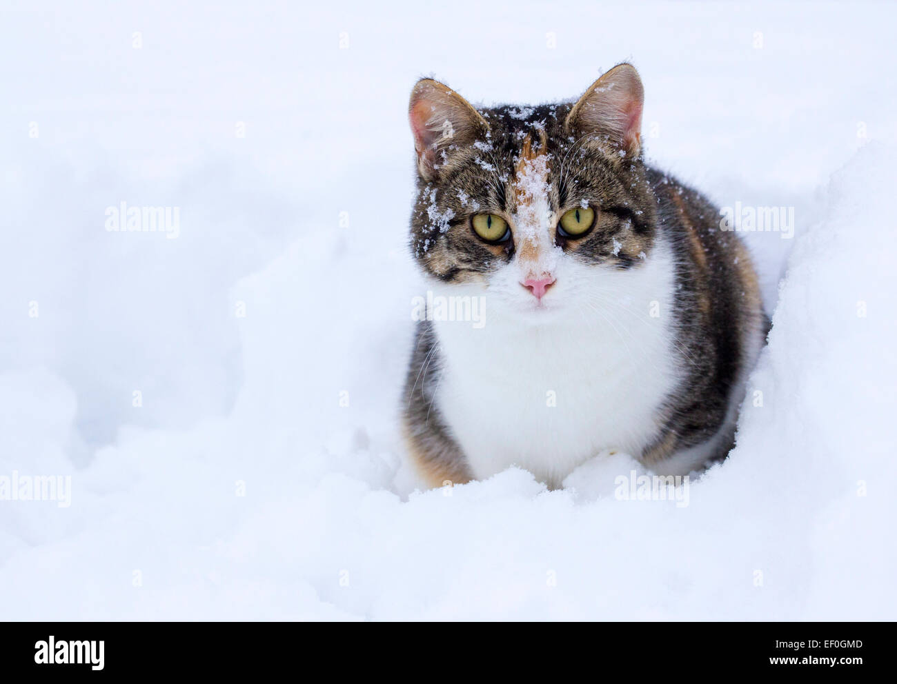 Domestic cat pet ani hi-res stock photography and images - Alamy
