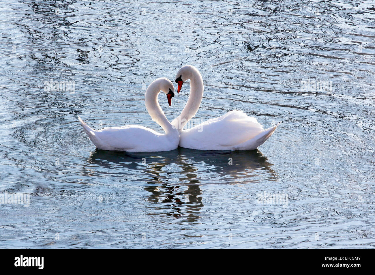 Swan Shape High Resolution Stock Photography and Images - Alamy