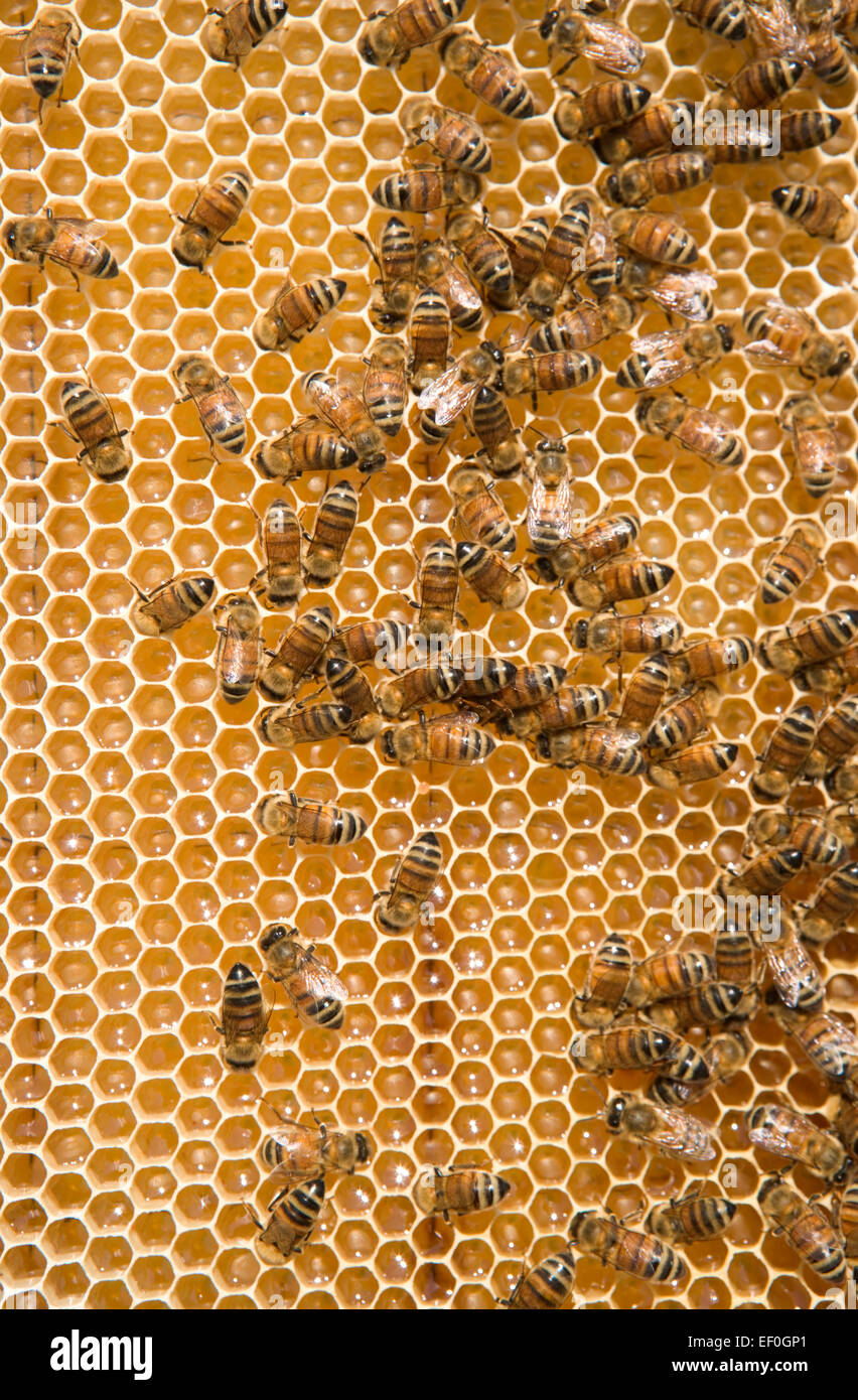 Close up honey bees hive hi-res stock photography and images - Alamy