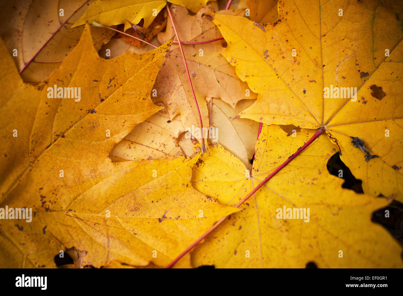 Fallen yellow maple leaves on the ground Stock Photo - Alamy