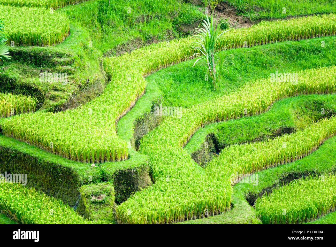 Green ubud rice plantation field hi-res stock photography and images ...