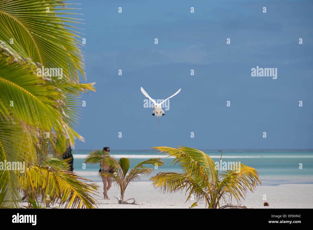 Cook Islands, Aitutaki, Honeymoon Island. Red-tailed tropic bird (WILD ...