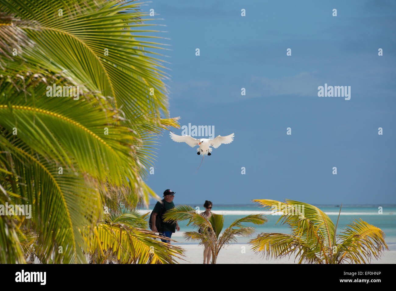 Cook Islands, Aitutaki, Honeymoon Island. Red-tailed tropic bird (WILD ...