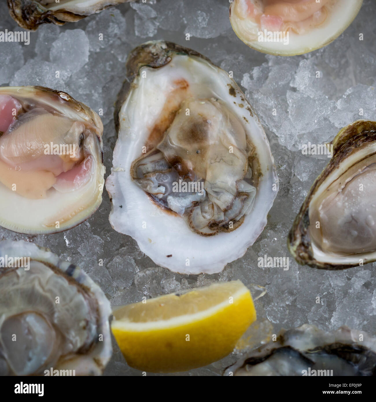 Moon fish plate hi-res stock photography and images - Alamy