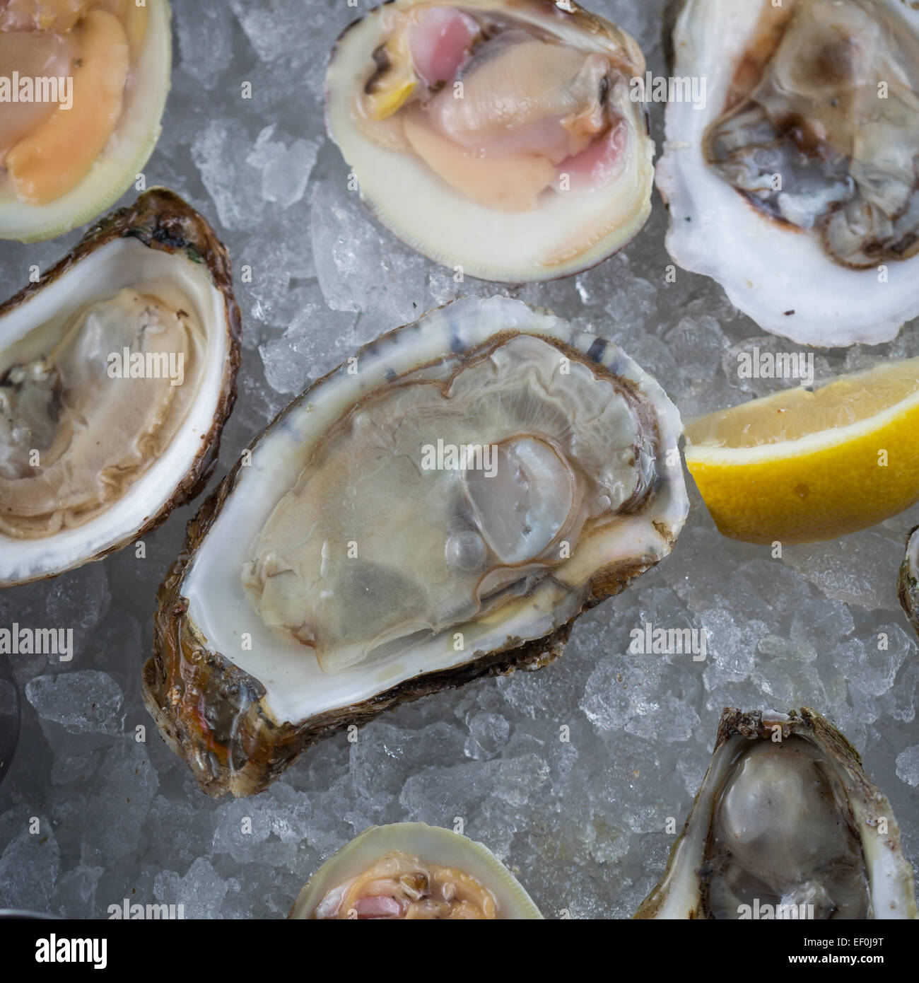 Blue point oysters hi-res stock photography and images - Alamy
