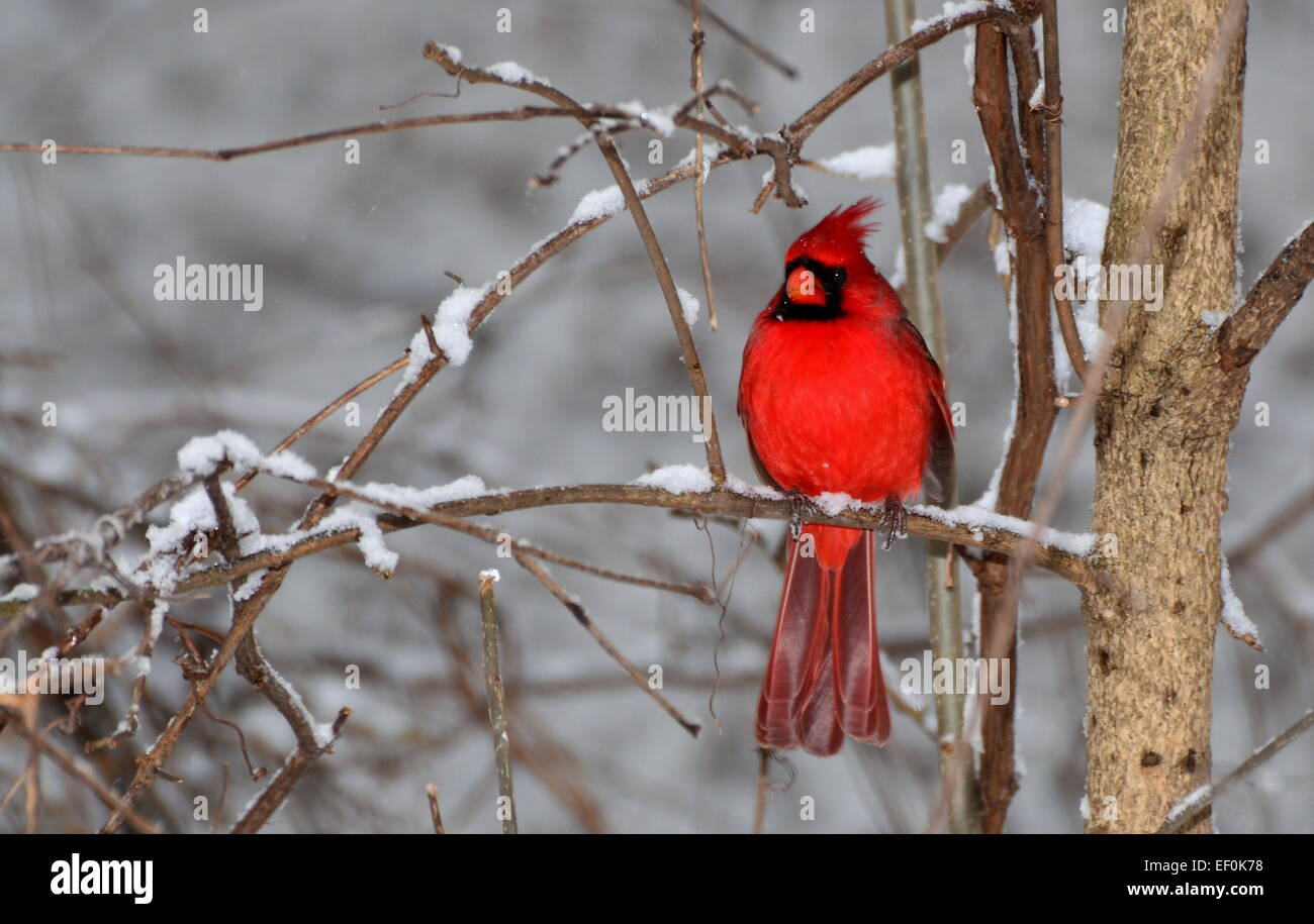 Male Cardinal in Winter Stock Photo - Alamy