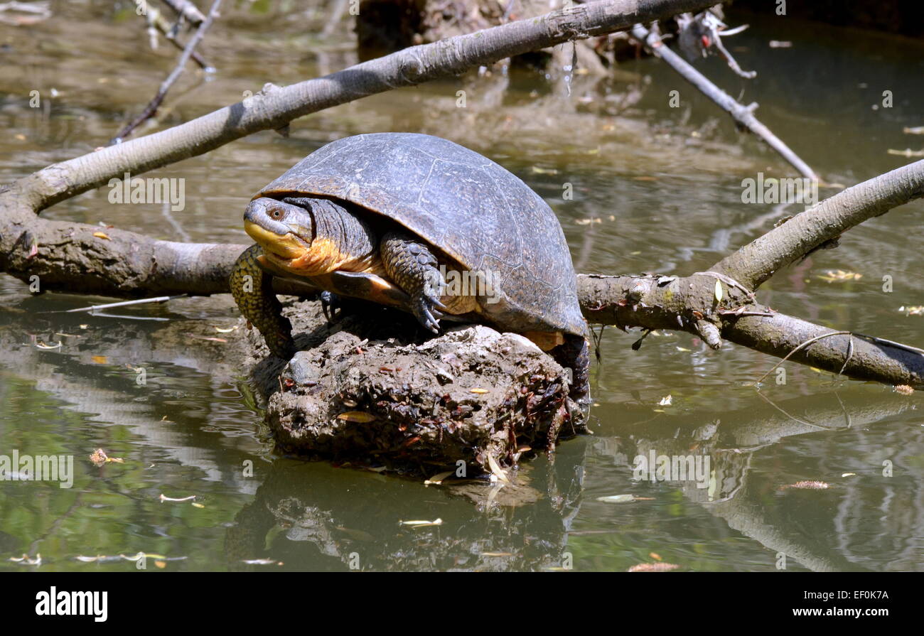 Blanding's Turtle, Emydoidea blandingii Stock Photo - Alamy