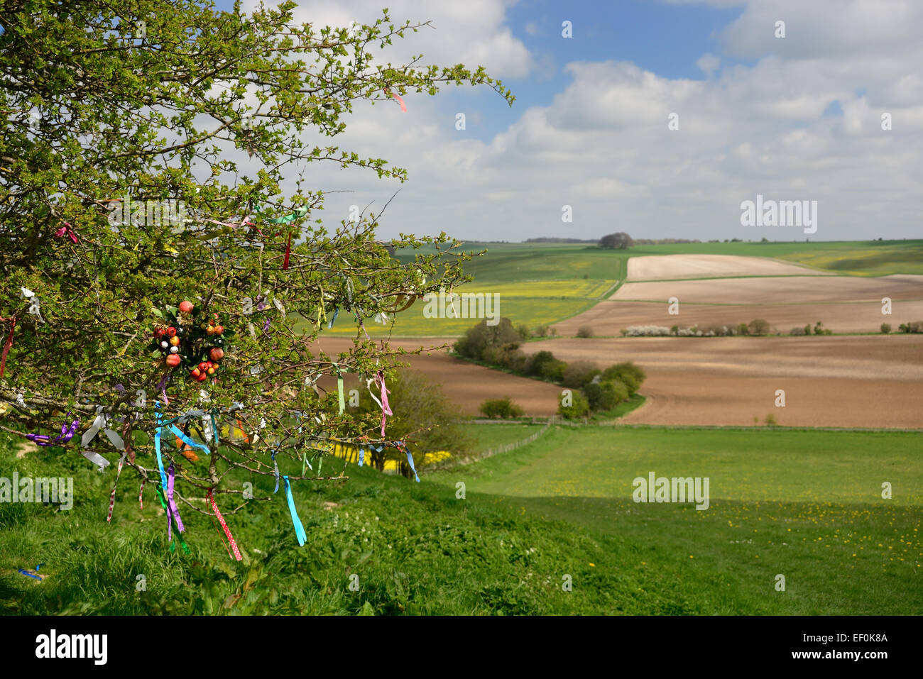 Ribbons tied to a tree in a Wiltshire landscape Stock Photo - Alamy