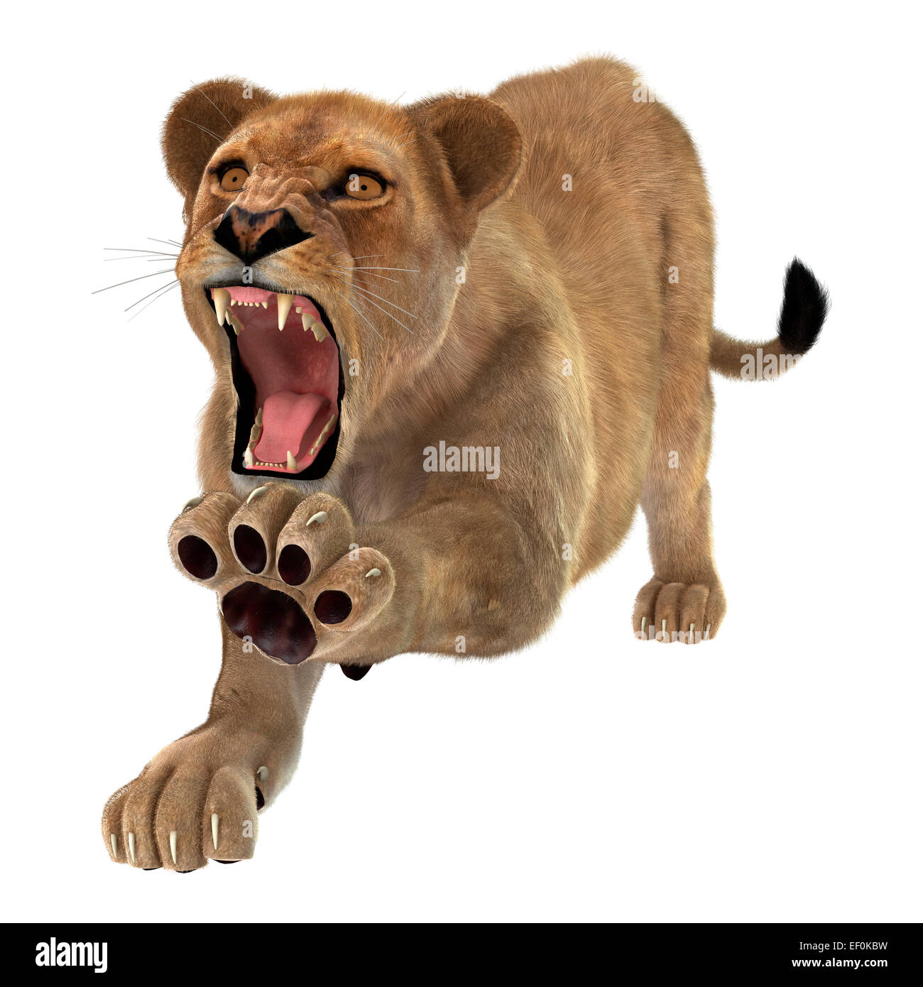Angry Female Lion