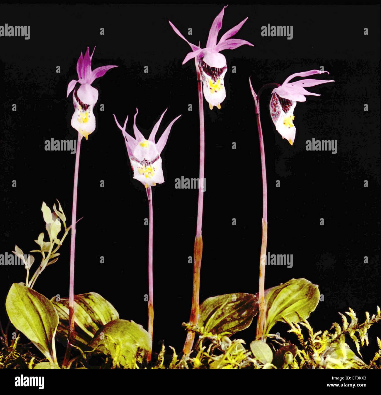 An image of Calypso bulbosa, a species of orchid native to North ...
