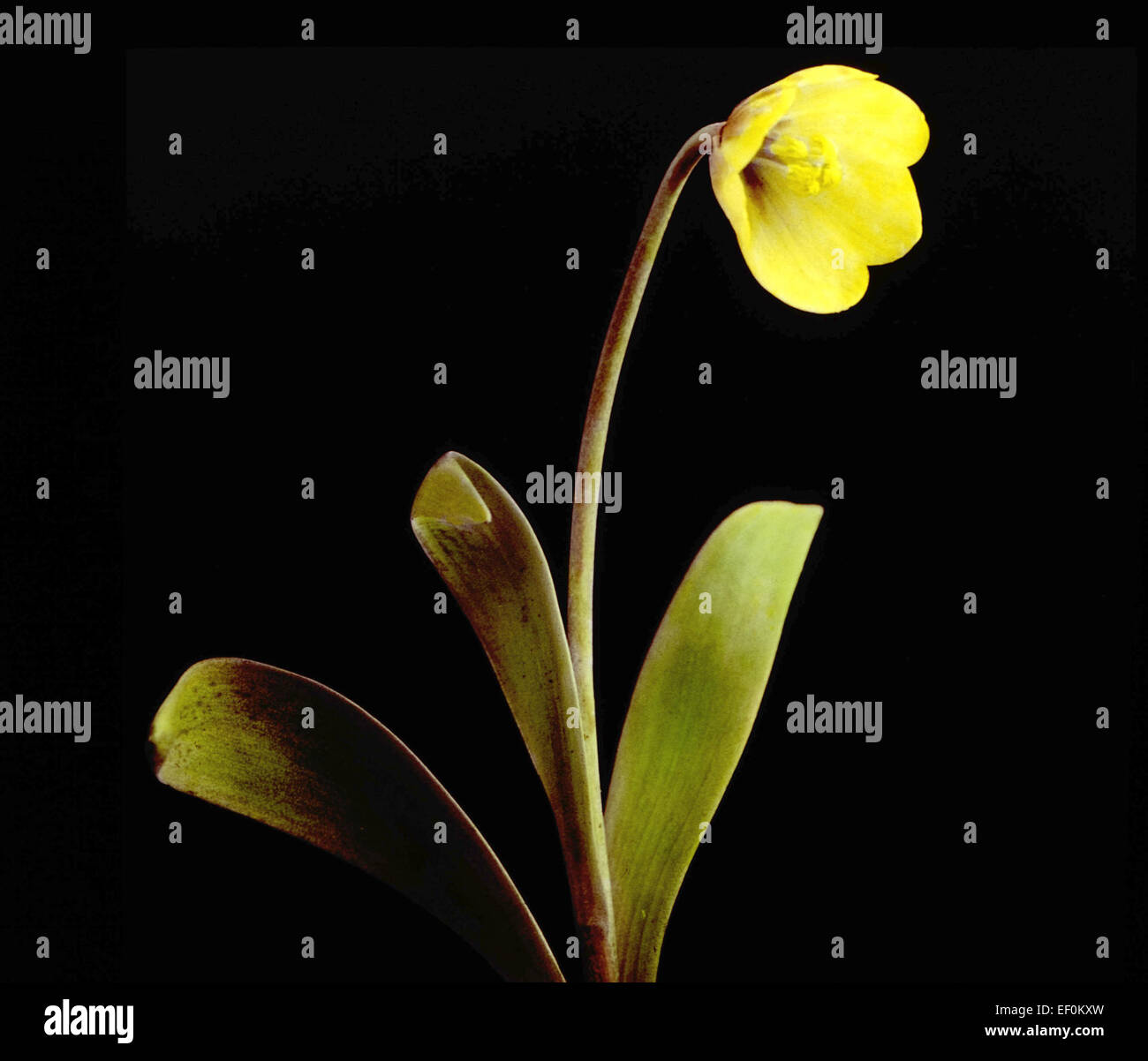 Fritillaria pudica, also known as the yellow fritillary or Mission bell ...