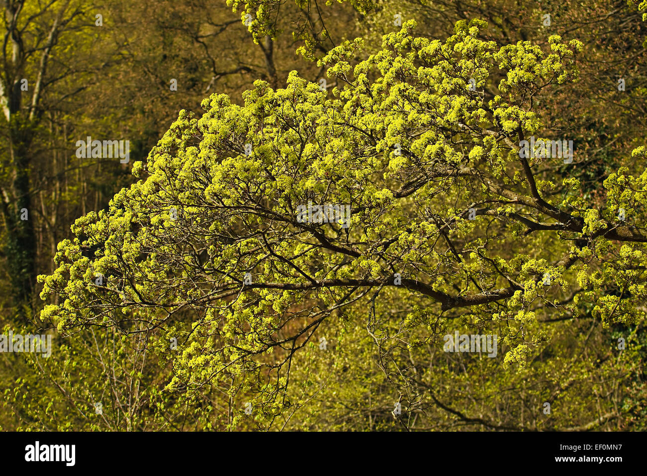 A branch in the forest Stock Photo - Alamy