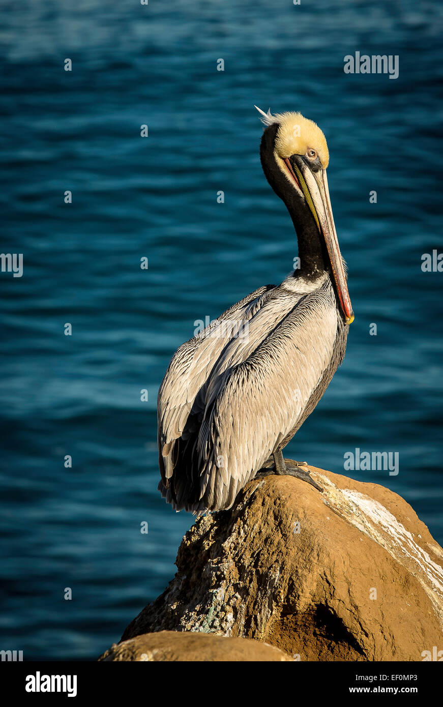 Pelican sitting hi-res stock photography and images - Alamy