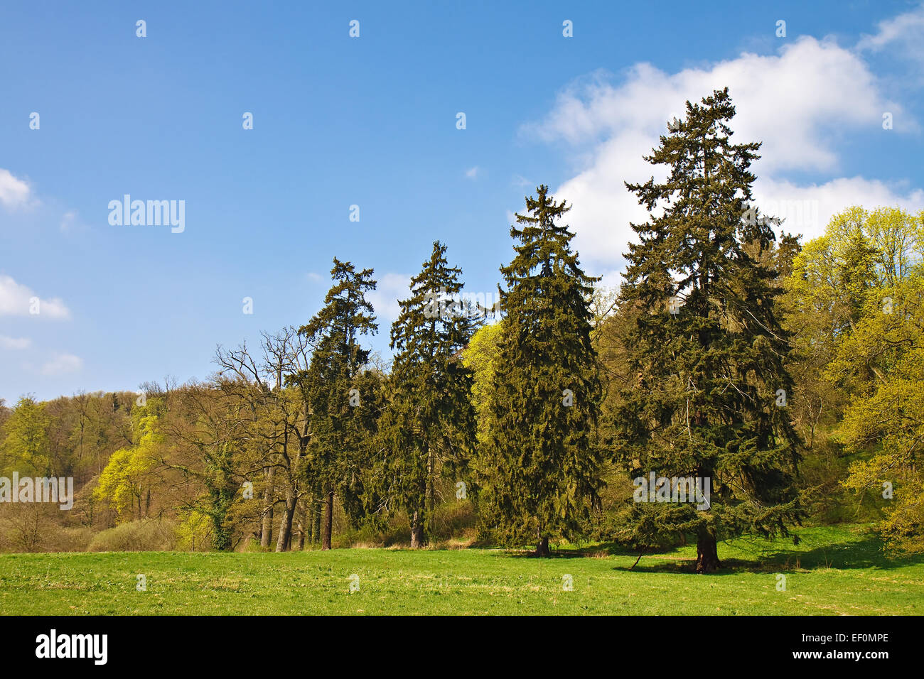 Landscape with trees Stock Photo - Alamy