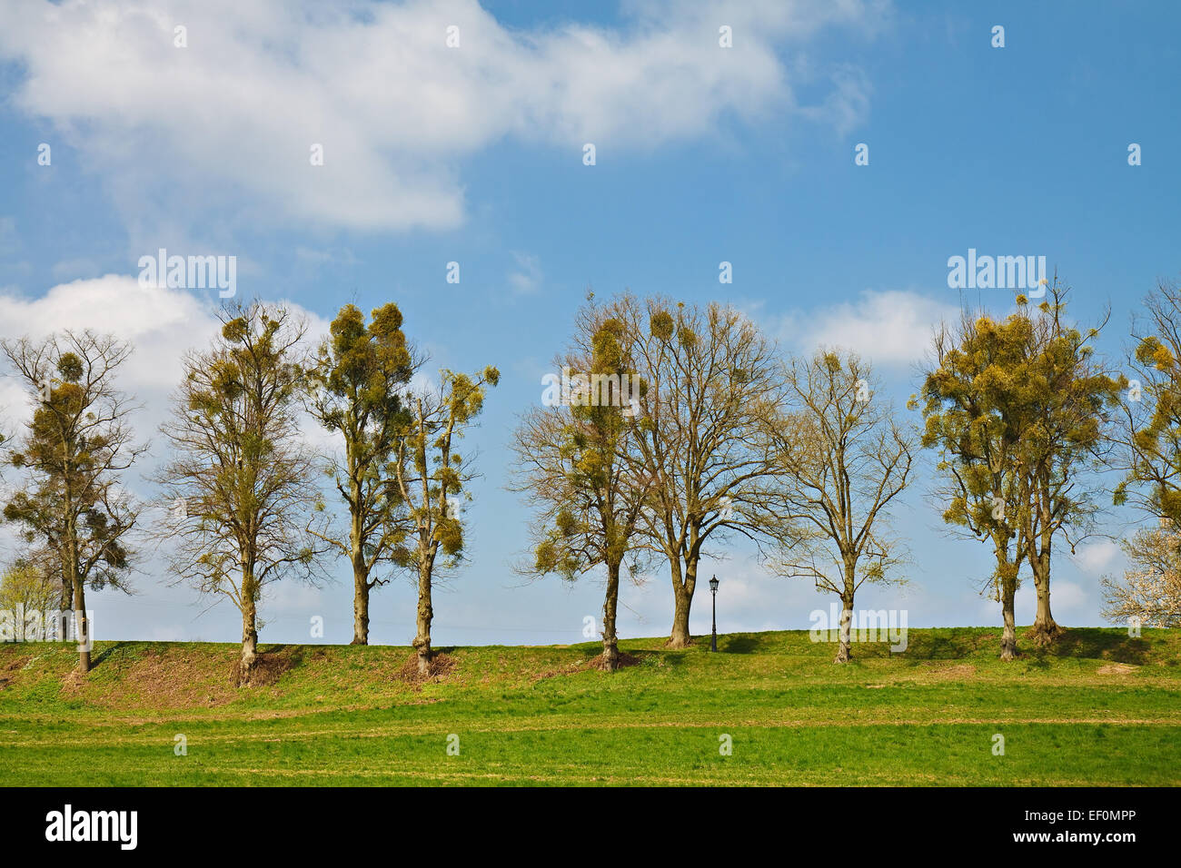 Landscape with trees Stock Photo - Alamy