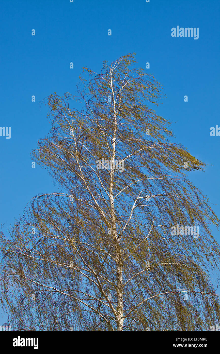 A birch tree in the wind Stock Photo - Alamy