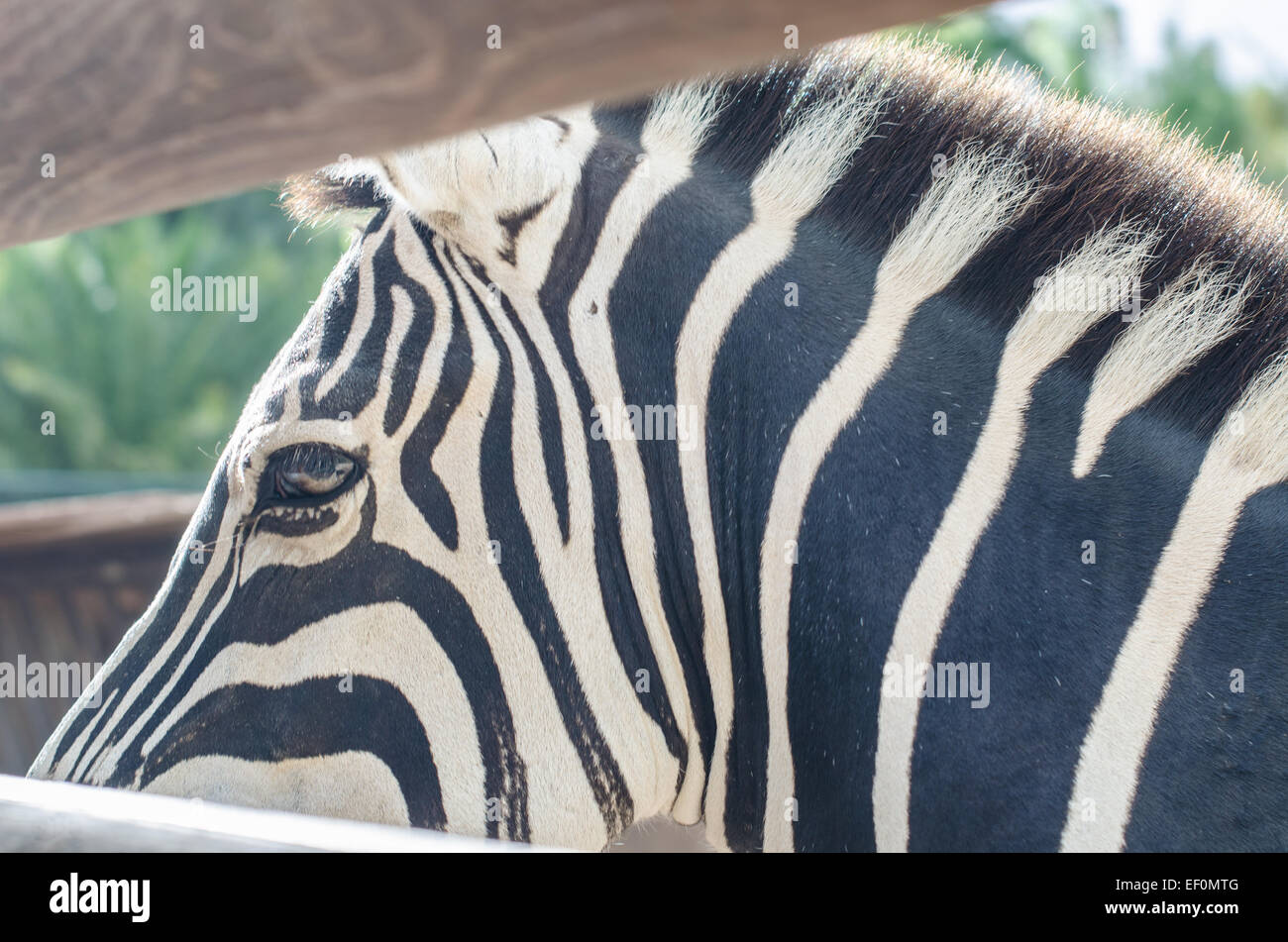 Details of zebra stripes, horizontal photo Stock Photo - Alamy