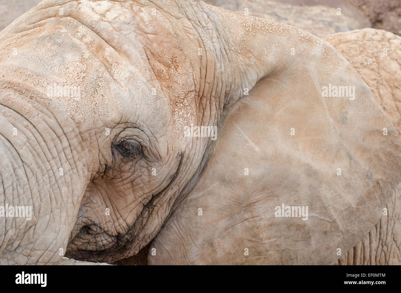 Face profile elephant, horizontal photo Stock Photo - Alamy