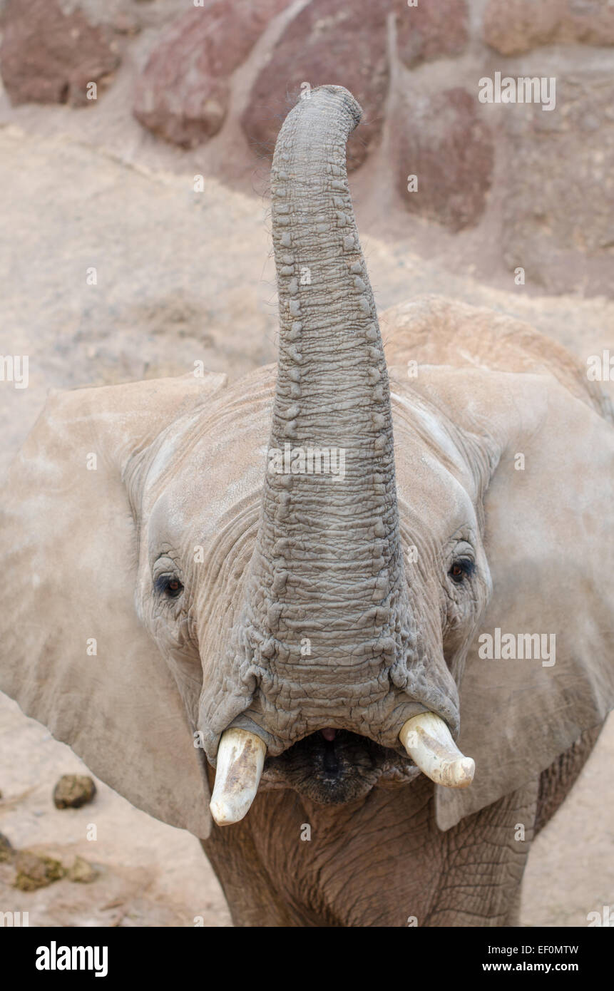 Elephant looking at camera, vertical photo Stock Photo - Alamy