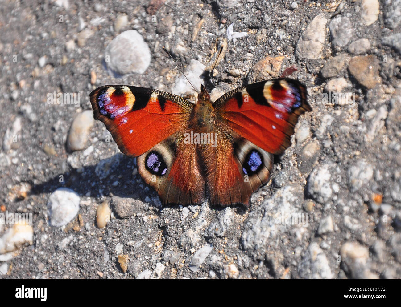 Peacock (Inachis io Stock Photo - Alamy