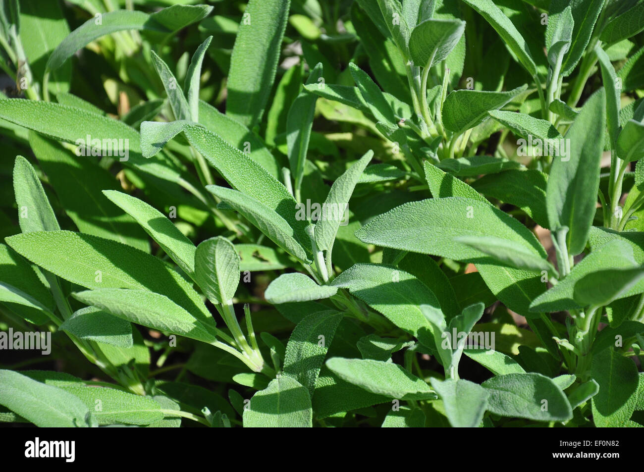 Sage cultivation hi-res stock photography and images - Alamy