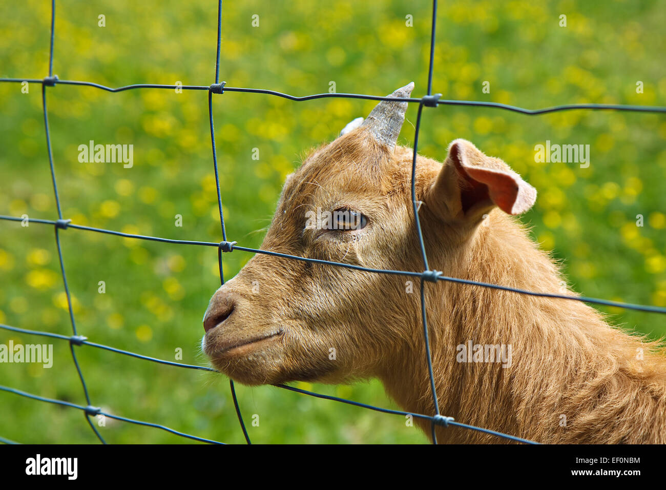 A goat on the fence Stock Photo - Alamy