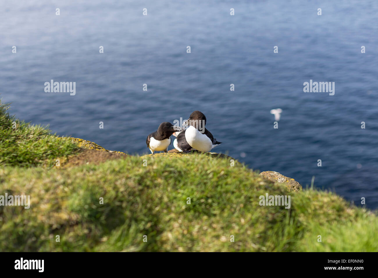 Iceland Westfjords Látrabjarg birds on the cliffs. Alca ,Pufin ...