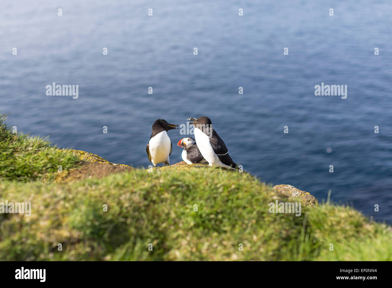 Iceland Westfjords Látrabjarg birds on the cliffs. Alca ,Pufin ...