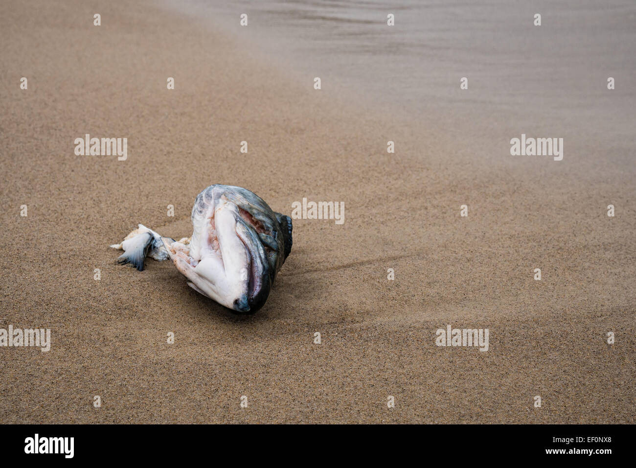 Shore fish hi-res stock photography and images - Alamy