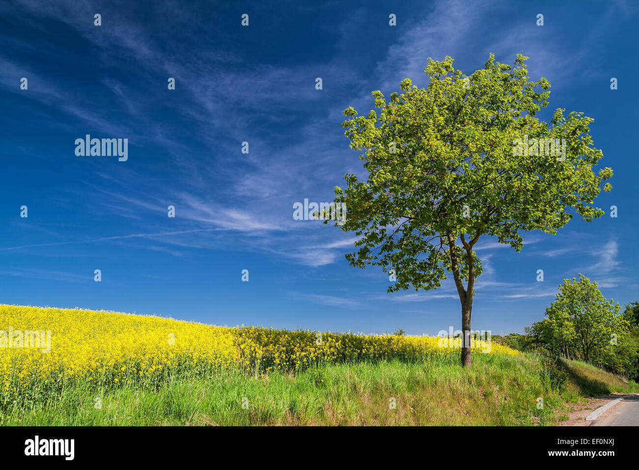 A tree on a rape field Stock Photo - Alamy
