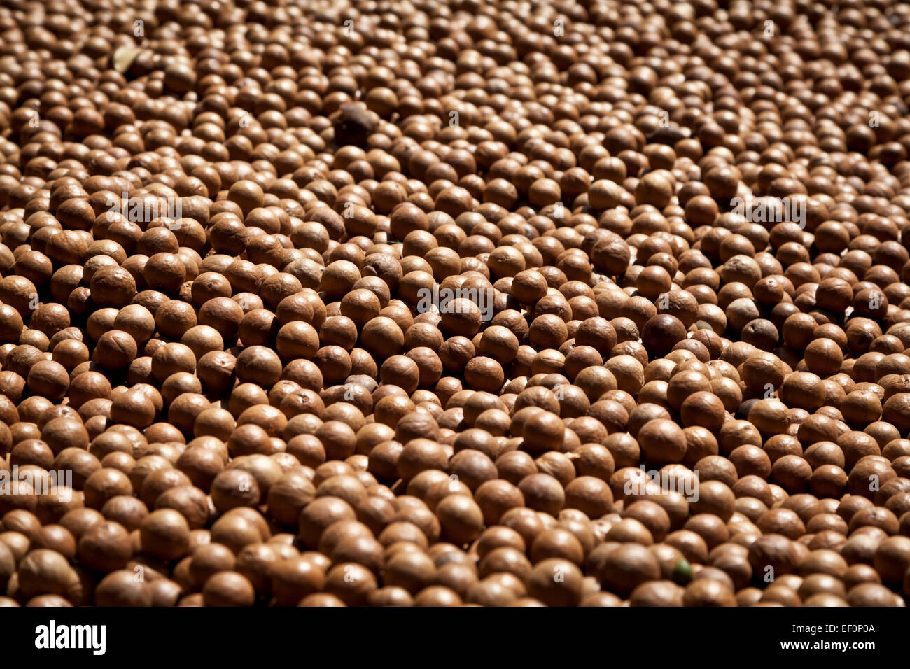 Macadamia Nuts at Valhalla Macadamia Nut Farm Stock Photo - Alamy