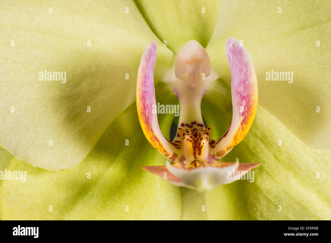Detail of a blooming flower Stock Photo - Alamy