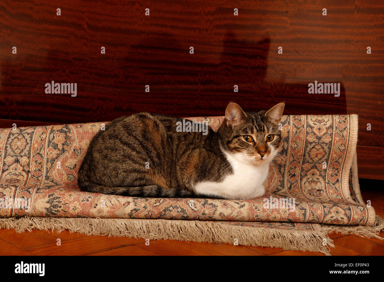 the cat sat on the mat Stock Photo - Alamy